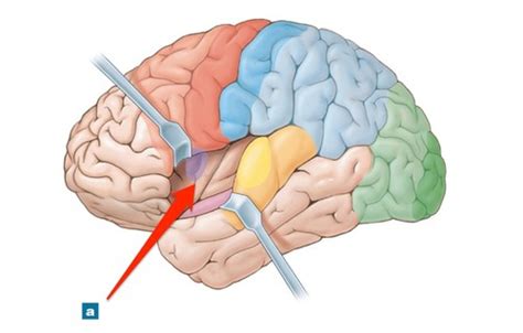 Cns Flashcards Quizlet
