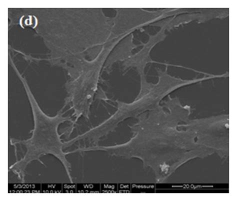 Sems Illustrating Morphology Of Olfactory Ensheathing Cells Attached To