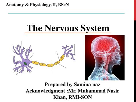 Solution Nervous System And Divisions Of Nervous System Studypool