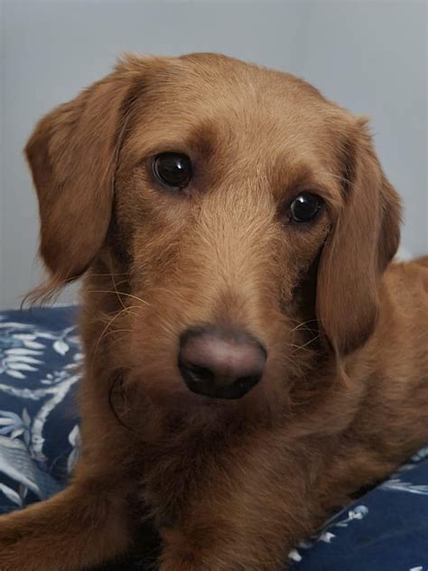 Ruby Roo Almost 14 Months Old And Brings Us Joy Everyday R Labradoodles