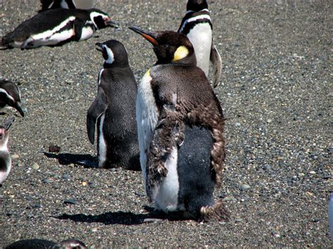 Adw Aptenodytes Patagonicus Information