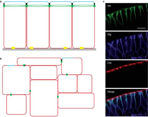 Epithelial Polarity And Tissue Organization Are Closely Linkeda In A