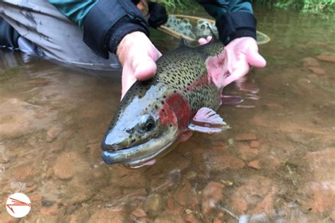 What Is A Nymph Rig And How To Set One Up Fly Fishing Fix