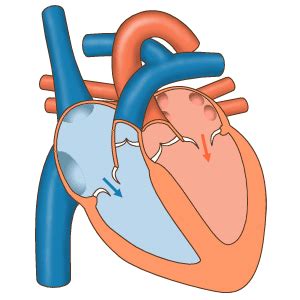 El Cor Sistema Cardiovascular Anatomia Anatomia Do Coração Humano