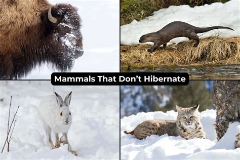 17 mammals that don t hibernate in the winter wildlife informer