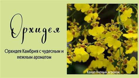 Орхидея Камбрия с чудесным и нежным ароматом Youtube