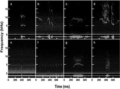 The Spectrograms And Waveforms Of Eight Basic Call Types Of Males