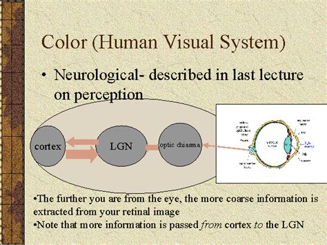 color human visual system