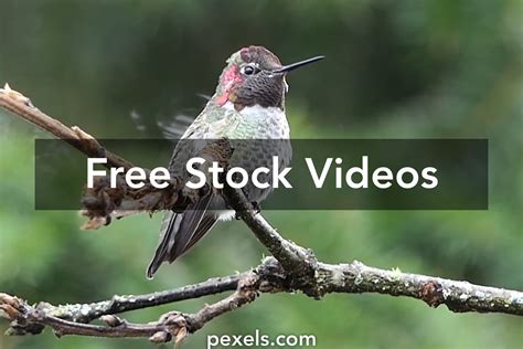 Ruby Crown Videos Download The Best Free 4k Stock Video Footage And Ruby