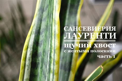 Сансевиерия Лауренти стильный сорт с желтой каймой Часть 1 Терра Дома Дзен