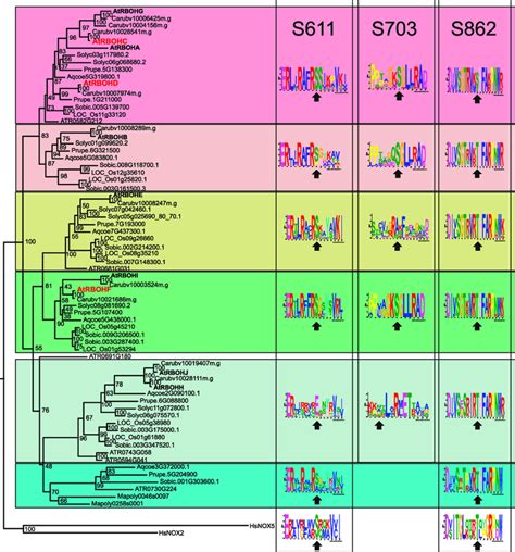 Phosphorylation Sites In The C Terminal Region Are Conserved In Plants
