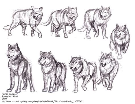 Wolf Anatomy Wolf Poses Wolf Sketch Anime Wolf Drawing