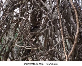 Tree Limbs Stock Photo Shutterstock