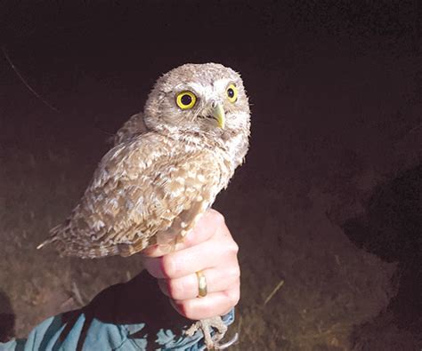 Burrowing Owl Makes It Home From Milestone First Winter Migration › The