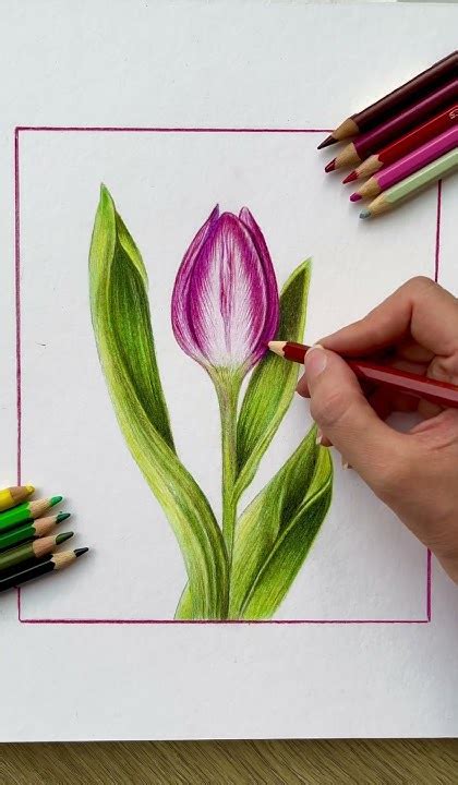 نقااشی مداد رنگی آموزش آموزشنقاشی مدادرنگی Youtube