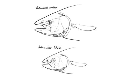 Microraptor Naked Body Done Awaiting Wings And Tail Fan R Paleoart