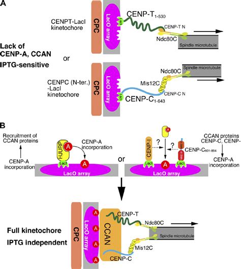 Model Of Kinetochore Assembly In The Engineered Kinetochores A Download Scientific Diagram