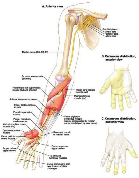 Median Nerve Entrapment