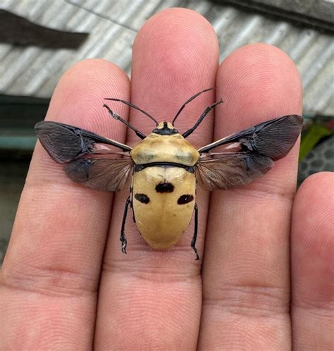 Real Man Faced Stink Bug Deaths Head Bug Taxadermy Pinned Dried Insect Beetle Specimens