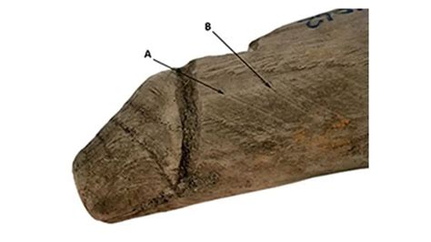 Arkeolog Temukan Benda Diduga Sex Toy Era Romawi Usianya 2 000 Tahun