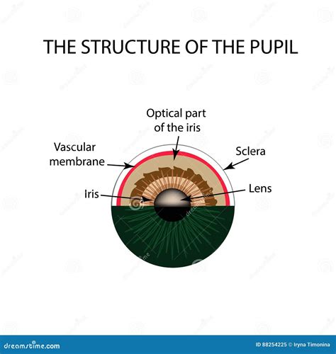 Anatomical Structure Of The Pupil Of The Eye Infographics Vector