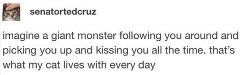 My Cat Seems Fine With It Admittedly I Bribe Him With Catnip