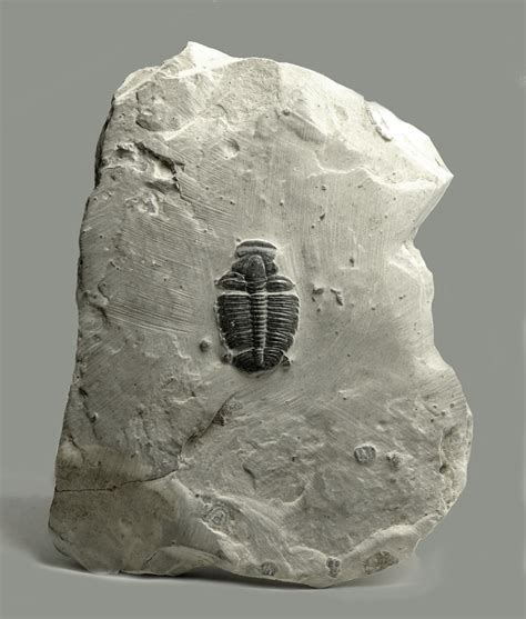 Elrathia Kingii Trilobite Fossil From Utah Den Of Antiquity