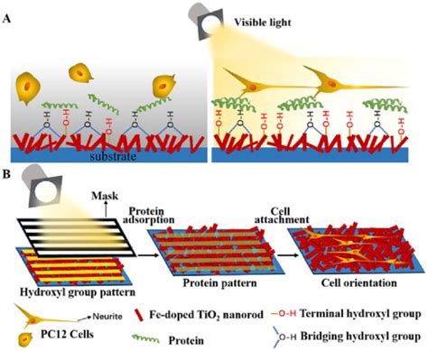 A Graphical Illustration Showing Visible Light Triggered Increased Download Scientific