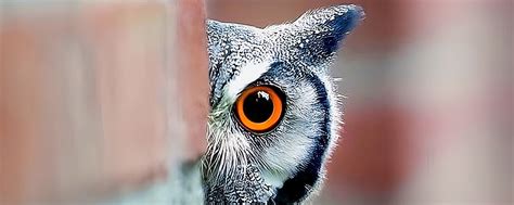 СОВА ЗНАЕТ Вот лишь некоторые темы которые я готовлю Опоздания Sex Тень Деньги письмо