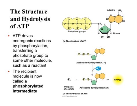 The Structure And Hydrolysis Of Atp