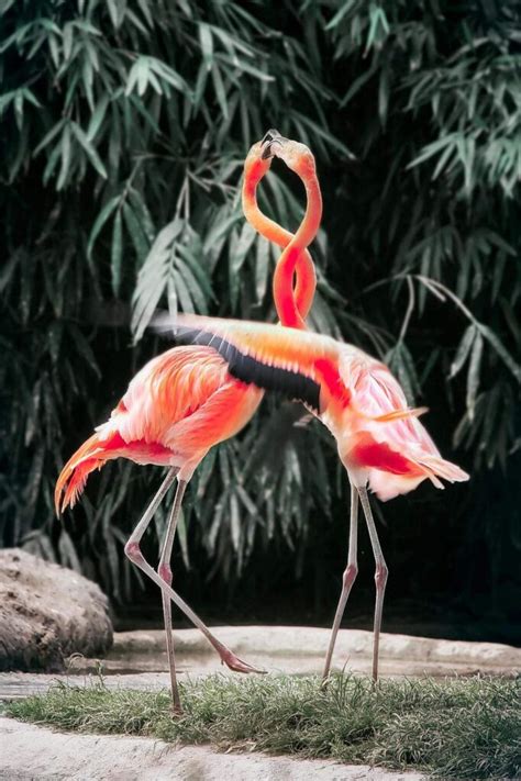 Same Sex Flamingo Dads Are Raising A Newborn Chick Together Total