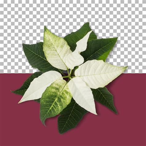 Premium Psd Isolated Fresh Green Leafs