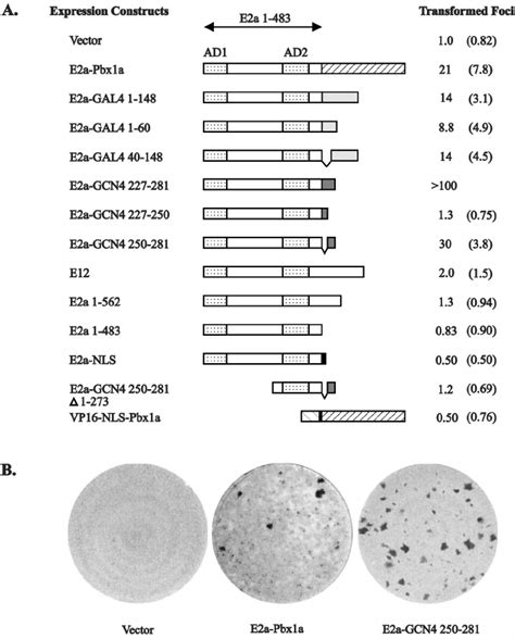 Structure Of Engineered Fusion Proteins And Results Of Focus Formation