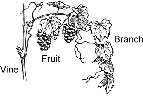 I Am The Vine You Are The Branches Coloring Page Coloring Pages