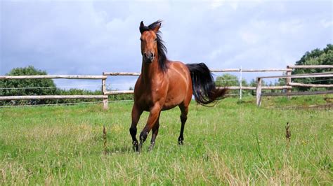 Quarter Horse Brown