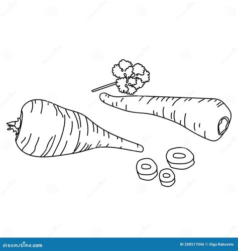 Parsnip Root Vegetable Plant Contour Illustration Food Product Coloring Page Stock Vector