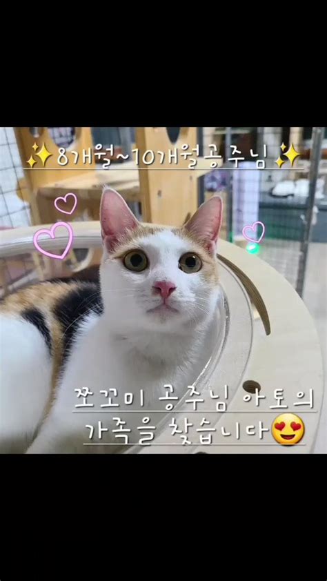 🖤지니네쉼터🖤 On Twitter 사지말고입양하세요 고양이입양 고양이입양공고 아토 체리 설탕 후추 소금