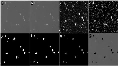 Figure 3 From Automated Cell Foreground Background Segmentation With Phase Contrast Microscopy