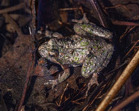 Eastern Cricket Frogs Mike Powell