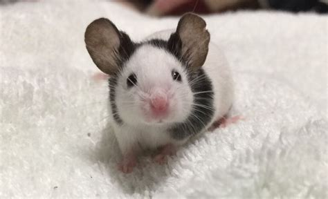 더쿠 판다 같이 생긴 쥐 쥐 많~~이 싫어하면 클릭 ㄴㄴ