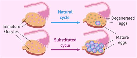 Menopur Patients Manual For Ovarian Stimulation In Ivf