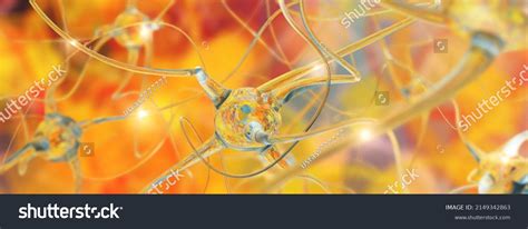 Neuron Neuron Transmits Signal Nerve Node Stock Illustration 2149342863