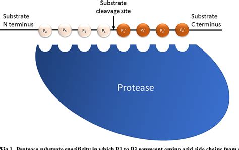 Figure 1 From The Diverse Roles Of Cysteine Proteases In Parasites And