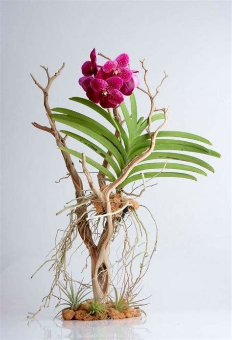Садимо орхідеї красиво Ідеї декору