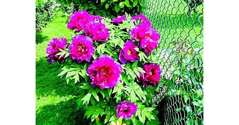 Листните въшки се борят с химия Български Фермер