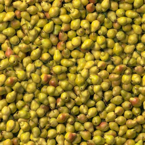 FS2013 Multi Fruit textures v 2 1 Textures Mod für Farming Simulator 2013