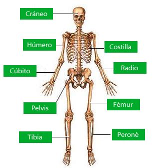 El Ser Humano Y La Salud LOS HUESOS DE NUESTRO CUERPO