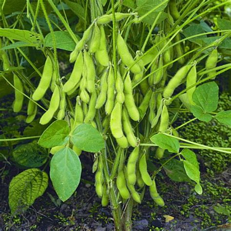 بذر سویا سیاه