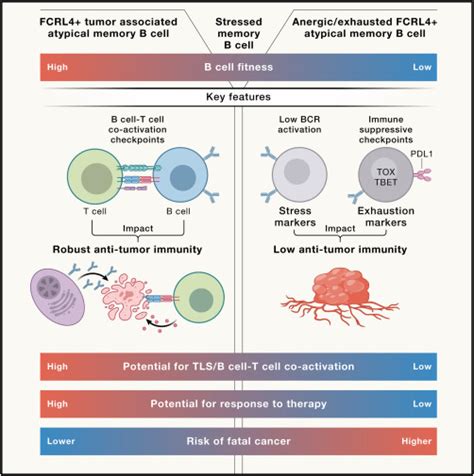 Memory B Cell Fitness And Anergy Has Significant Links To Cancer Lethality Cell