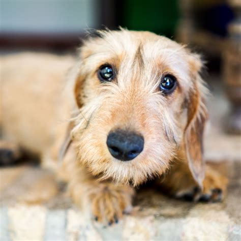 900 Teckel And Friends Ideas In 2025 Dachshund Love Dogs Puppies
